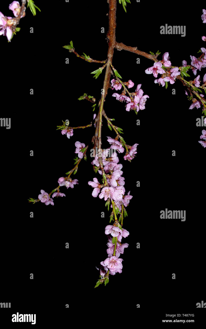 Peach orchard hi-res stock photography and images - Alamy