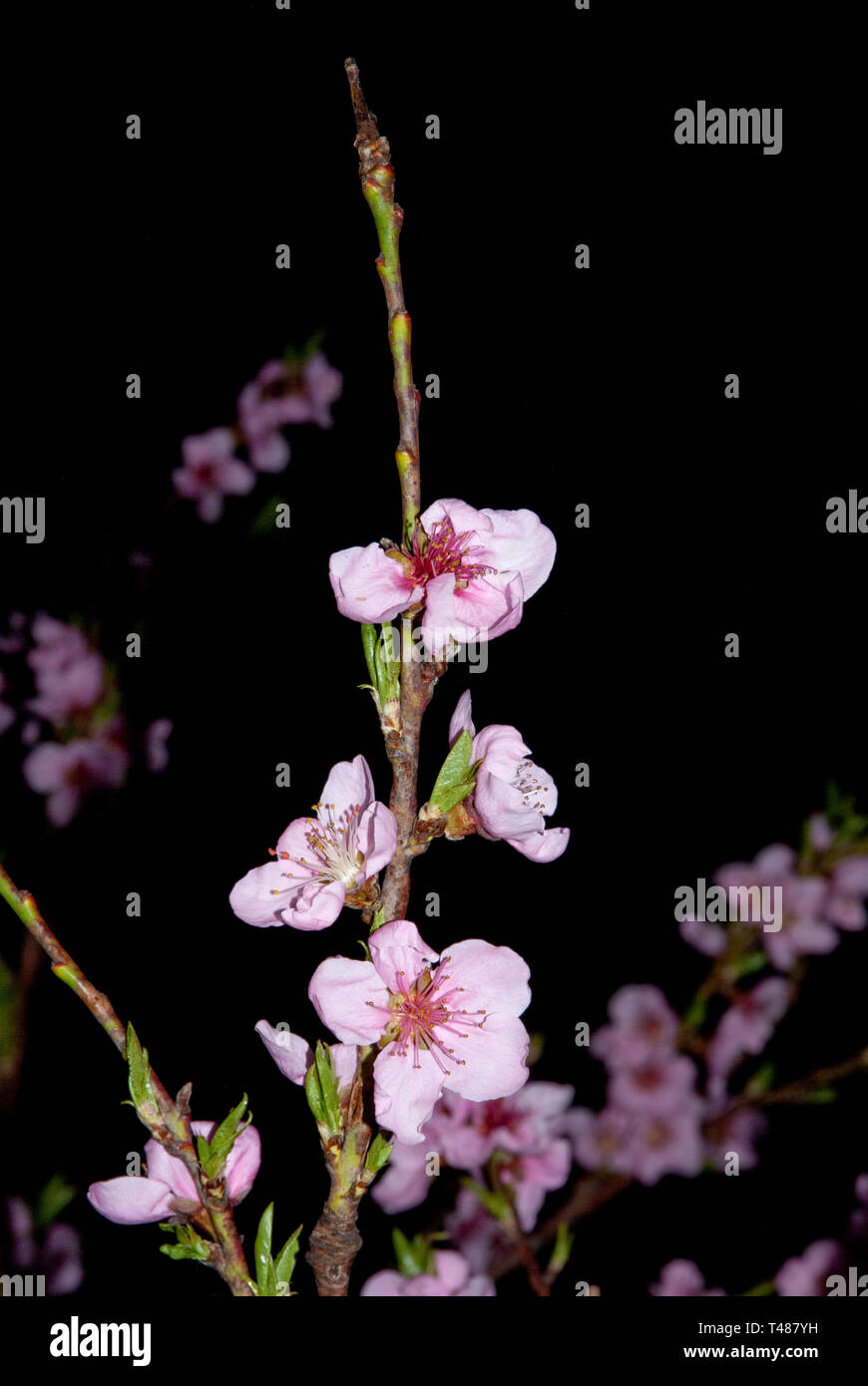 flowering in night, blooming peach orchard at night Stock Photo - Alamy