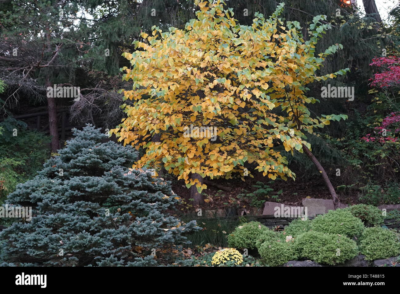 a beautiful trees in a garden in an early Autumn day Stock Photo - Alamy