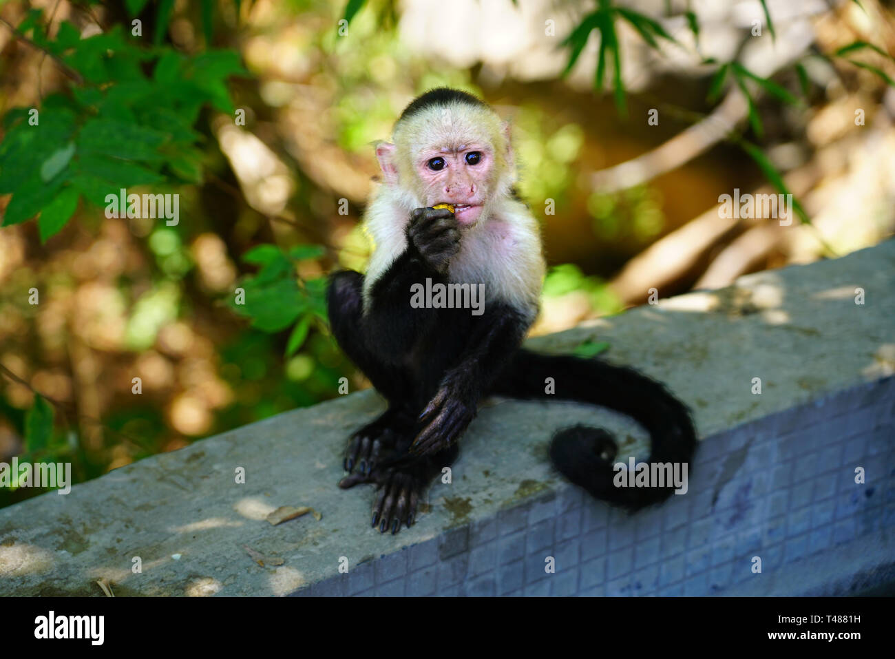 A white-headed capuchin monkey (cebus capucinus) by the pool in ...