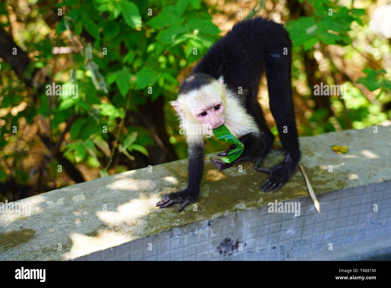 A white-headed capuchin monkey (cebus capucinus) by the pool in ...