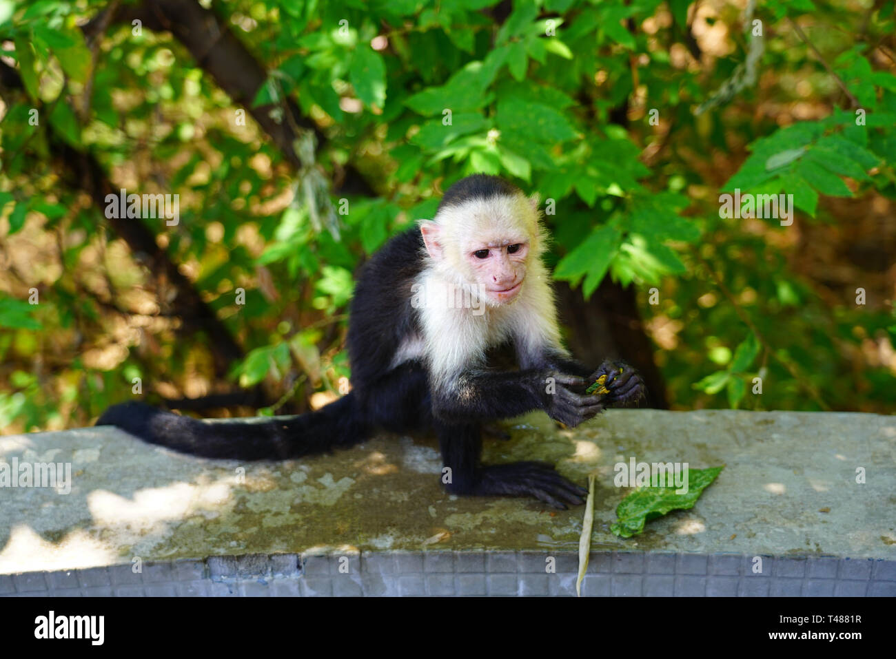 A white-headed capuchin monkey (cebus capucinus) by the pool in ...