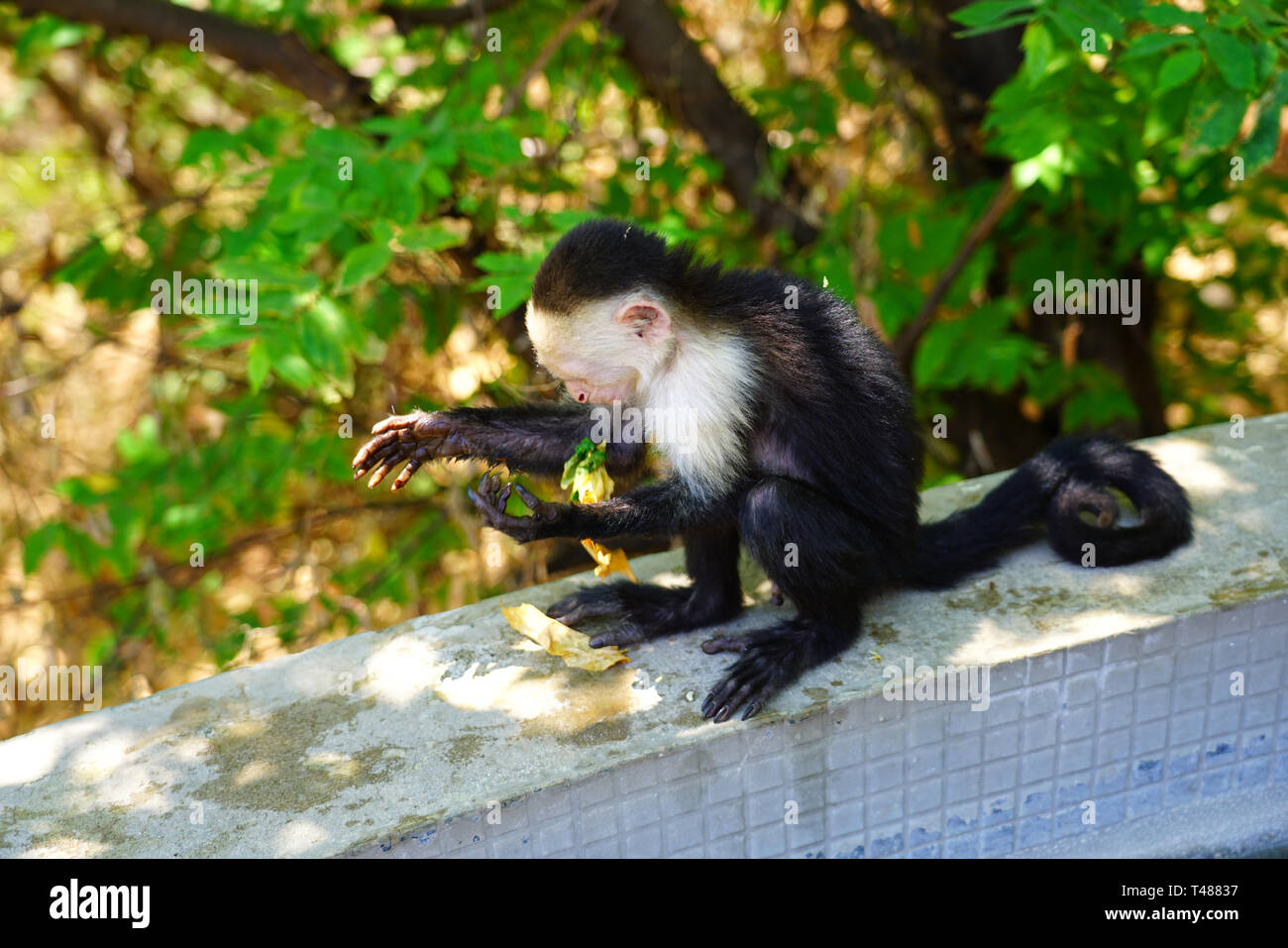 A white-headed capuchin monkey (cebus capucinus) by the pool in ...