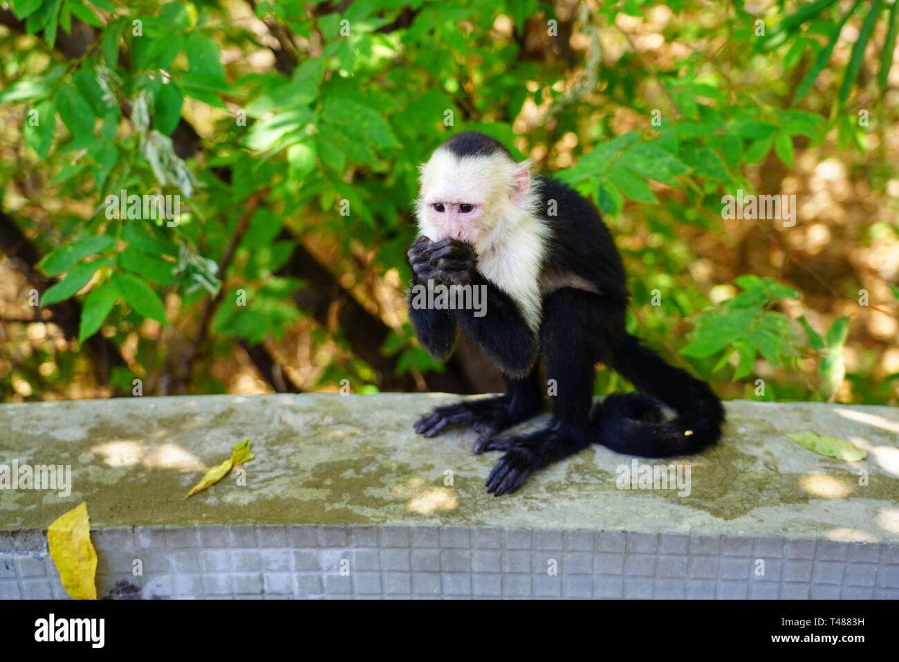 A white-headed capuchin monkey (cebus capucinus) by the pool in ...