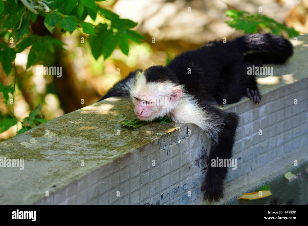 A white-headed capuchin monkey (cebus capucinus) by the pool in ...