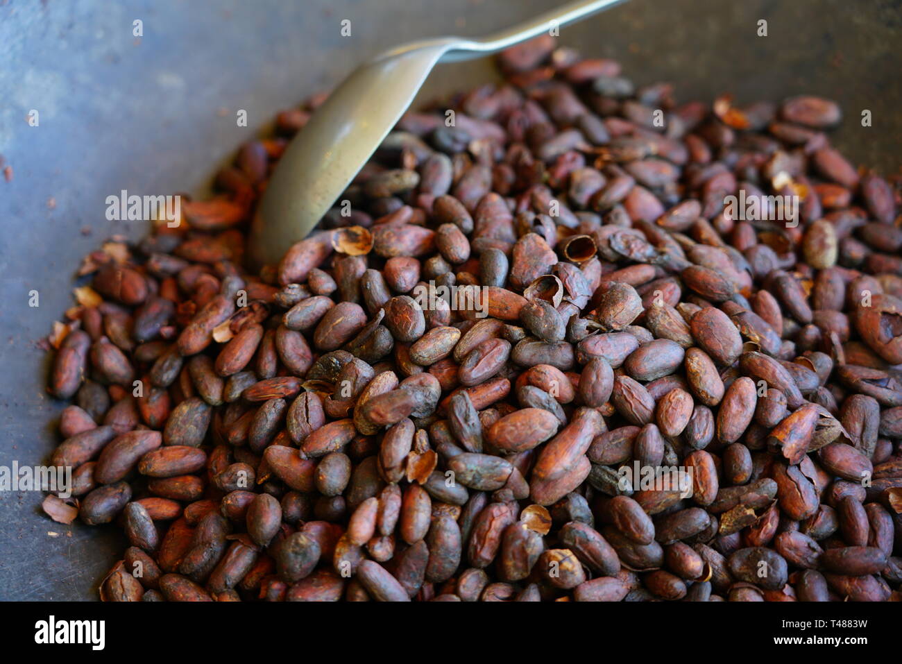 Roasting fresh cocoa beans in a large skillet in Costa Rica Stock Photo ...