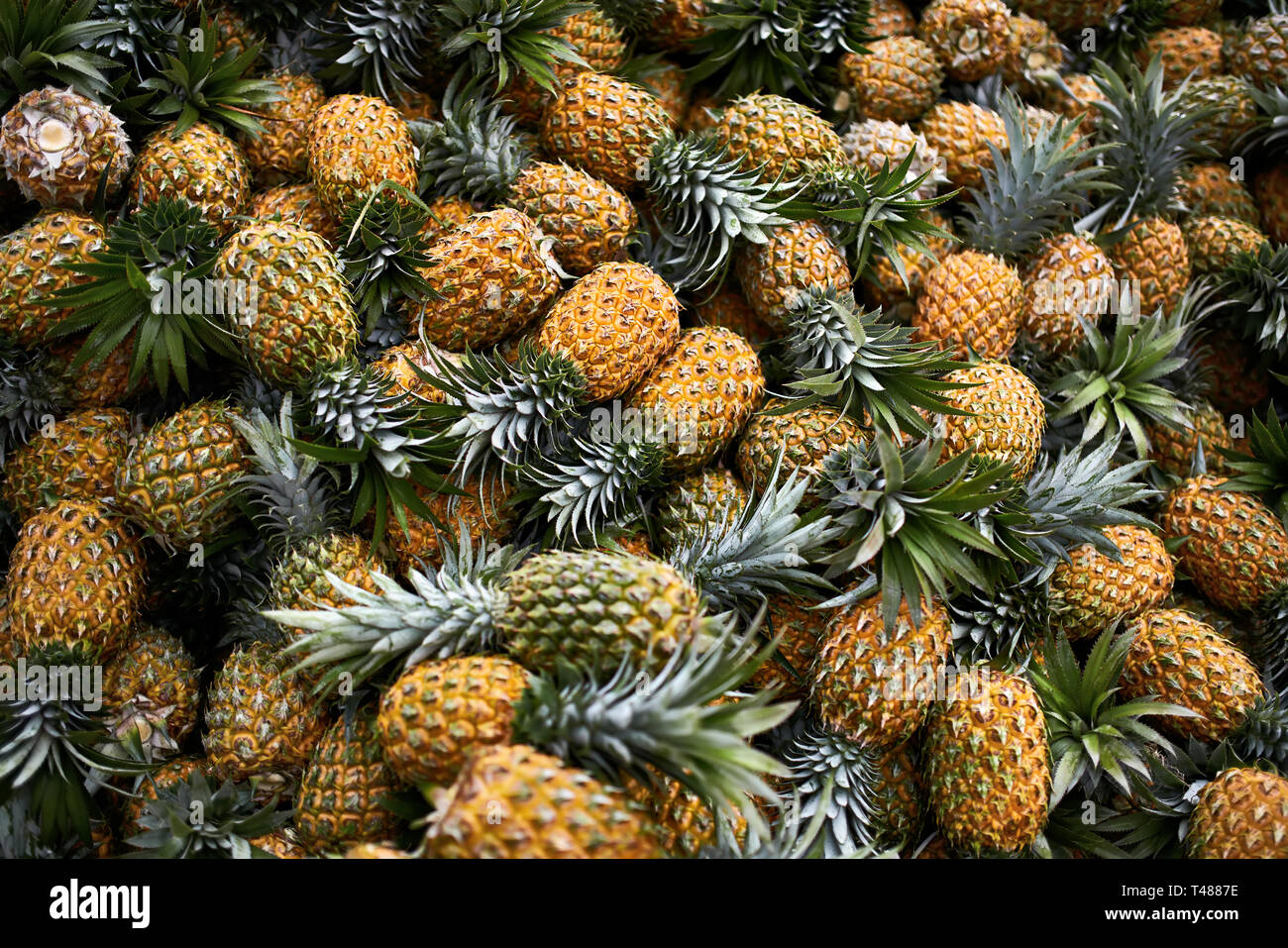 Large harvest of fresh pineapples stacked in pile Stock Photo - Alamy
