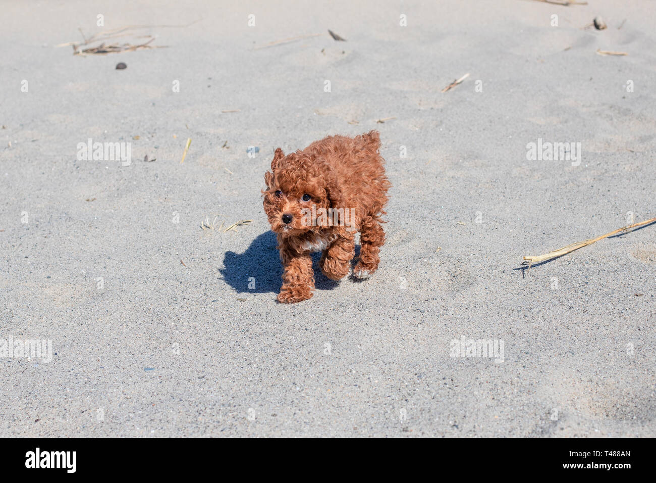 Puppy on beach hi-res stock photography and images - Alamy