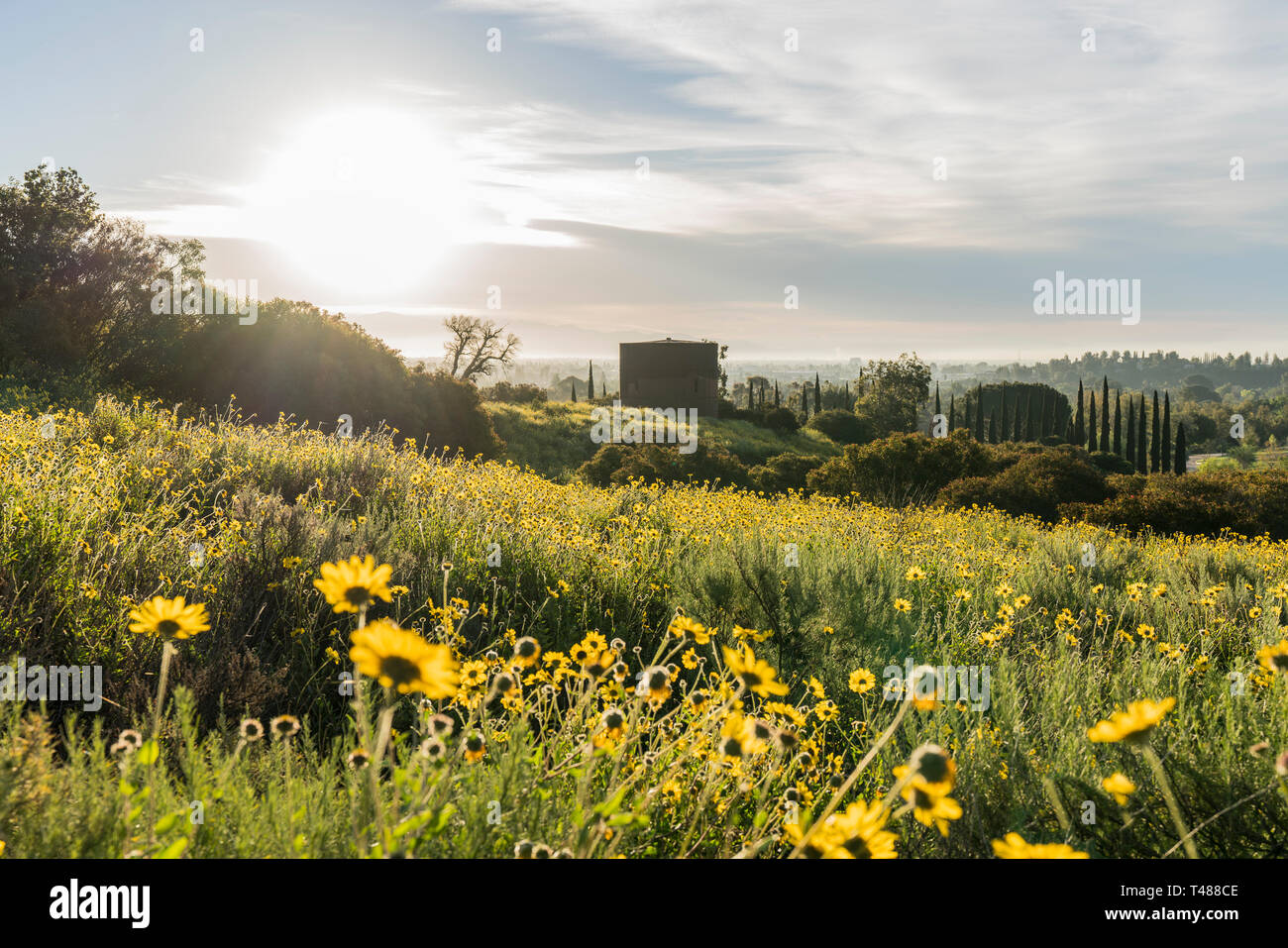 San Fernando Valley spring wildflower meadow and water tank at Santa ...