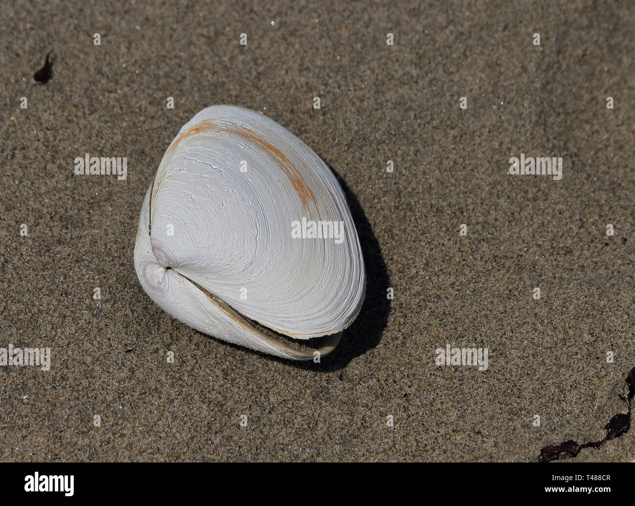 Single shell on sand hi-res stock photography and images - Alamy