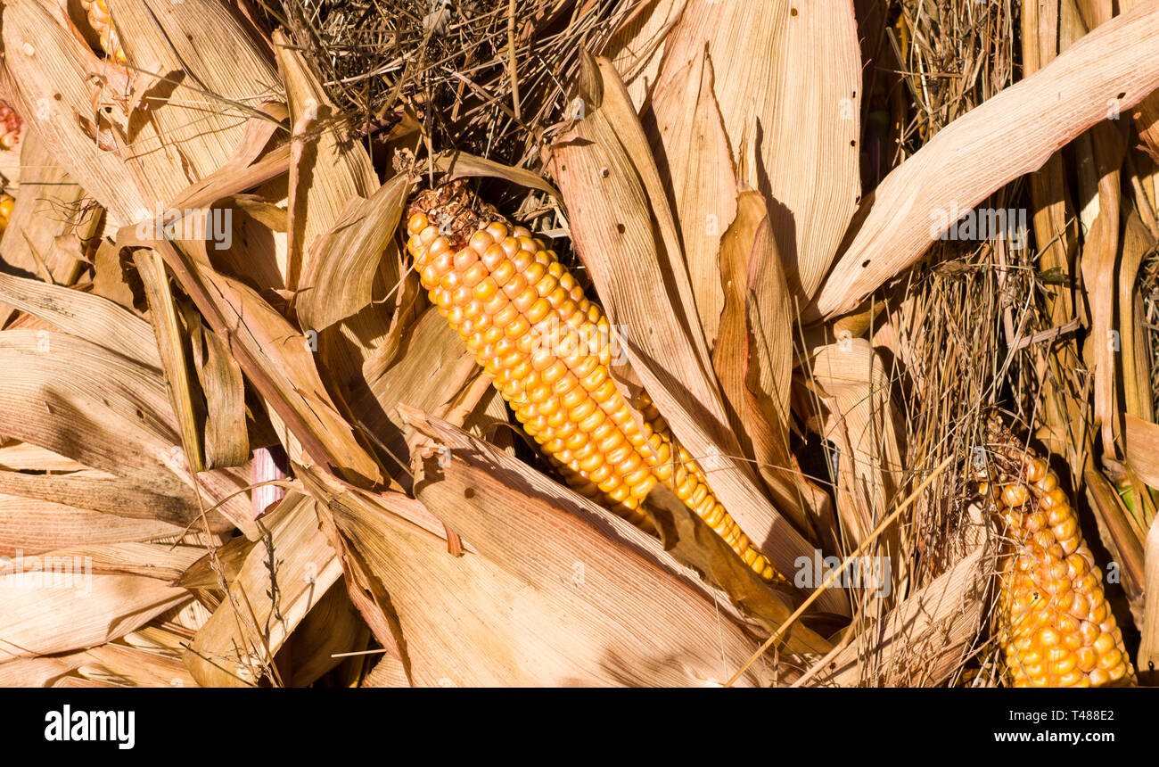 Yellow food cart hi-res stock photography and images - Alamy