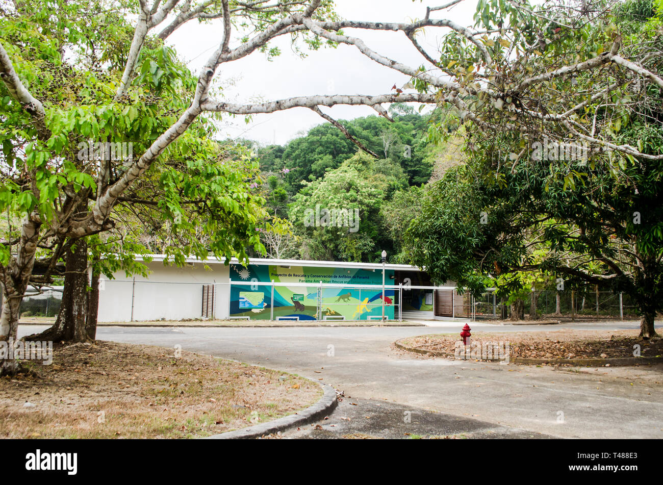 Proyecto de Rescate y Conservación de Anfibios de Panamá building in ...