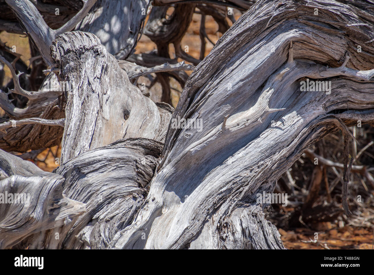 Old twisted tree stem at Yardie Creek at Cape Range National Park ...