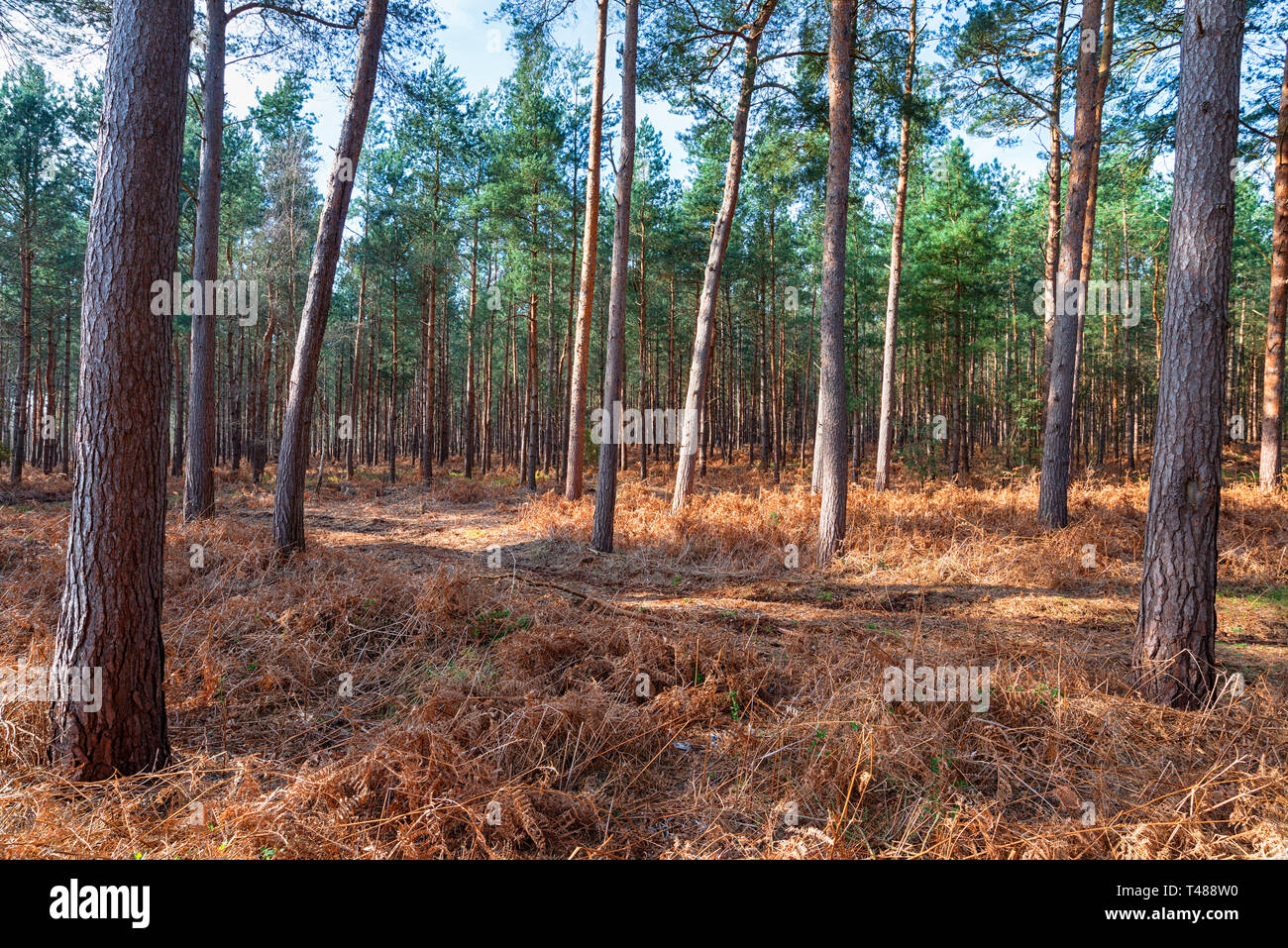 Pine trees at Tunstall Forest in the Suffolk countryside Stock Photo ...