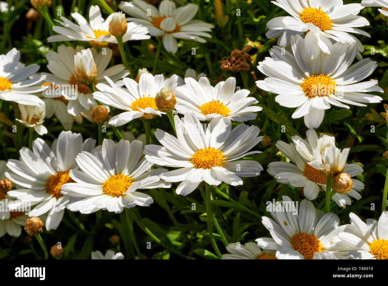 Daisy flowers (Bellis perennis) in meadow Stock Photo - Alamy