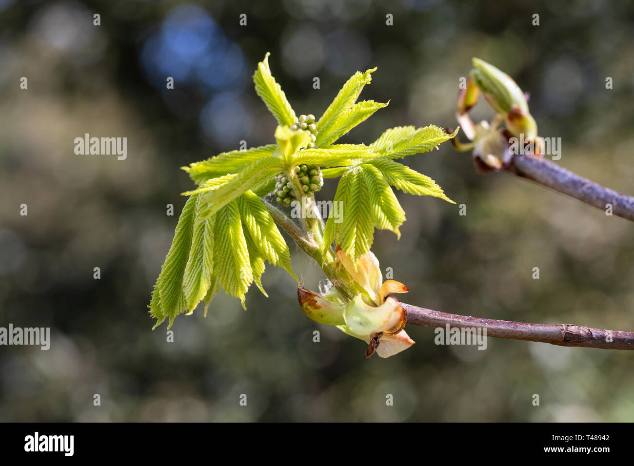 Aesculus hippocastanum horse chestnut tree hi-res stock photography and ...