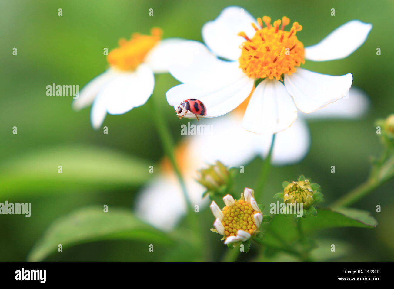 Black and white ladybug hi-res stock photography and images - Alamy