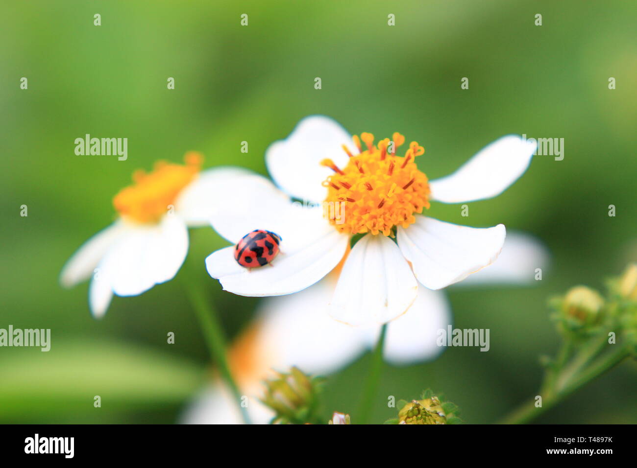 Ladybug on daisy hi-res stock photography and images - Alamy