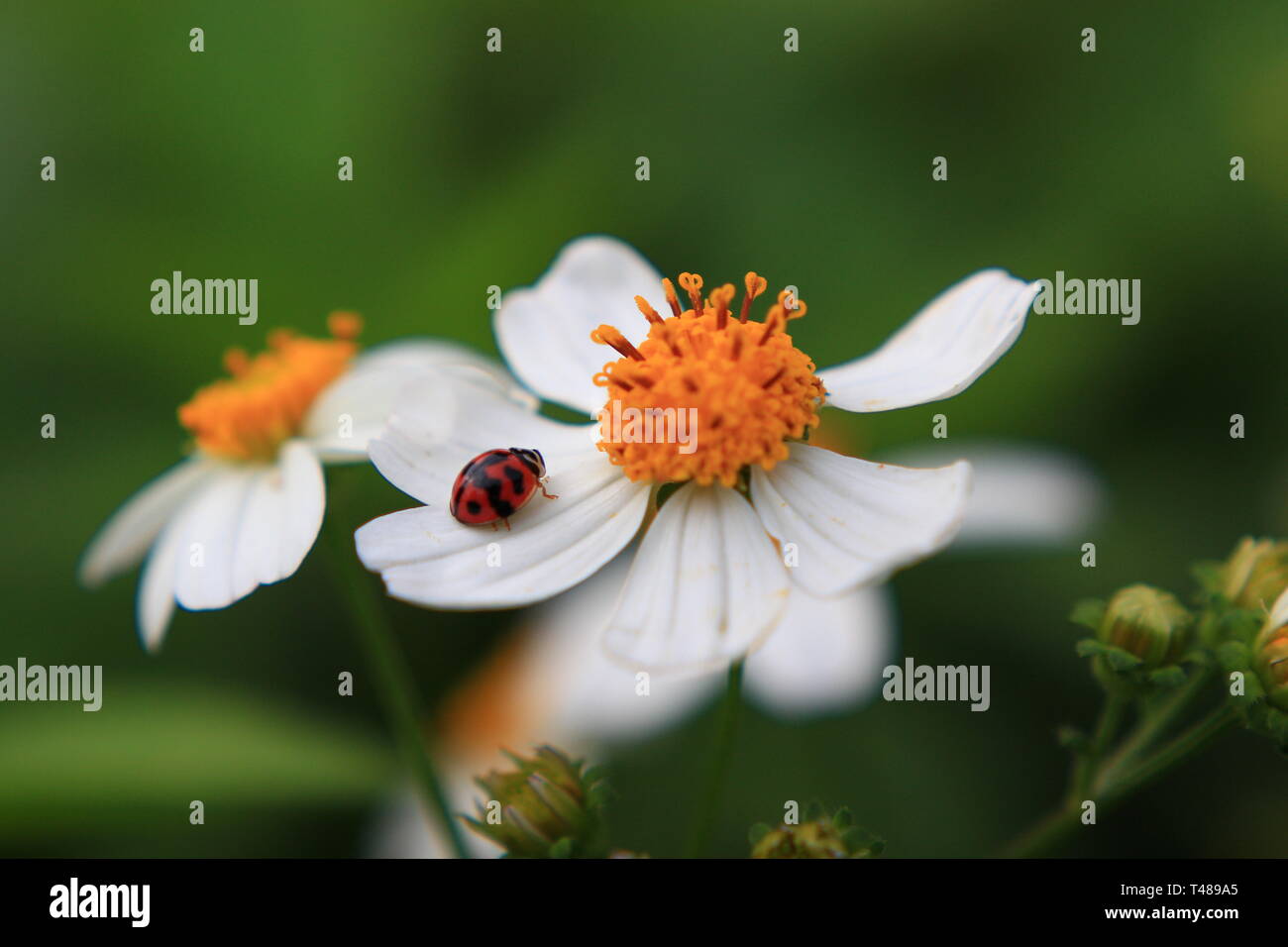 Daisy flower and bug hi-res stock photography and images - Alamy