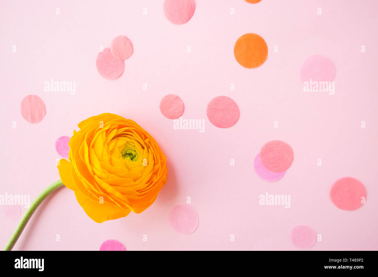 Beautiful fresh single yellow color ranunculus on pastel pink ...