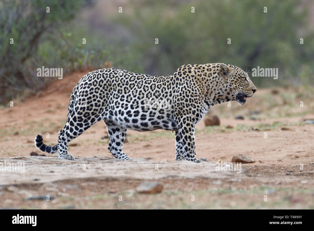 Panthera pardus hi-res stock photography and images - Alamy