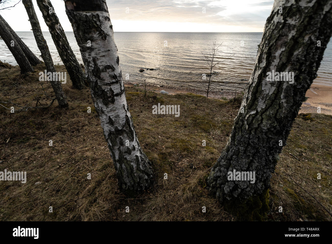 Birch trees on a beach hill on the Baltic Sea - Veczemju Klintis ...