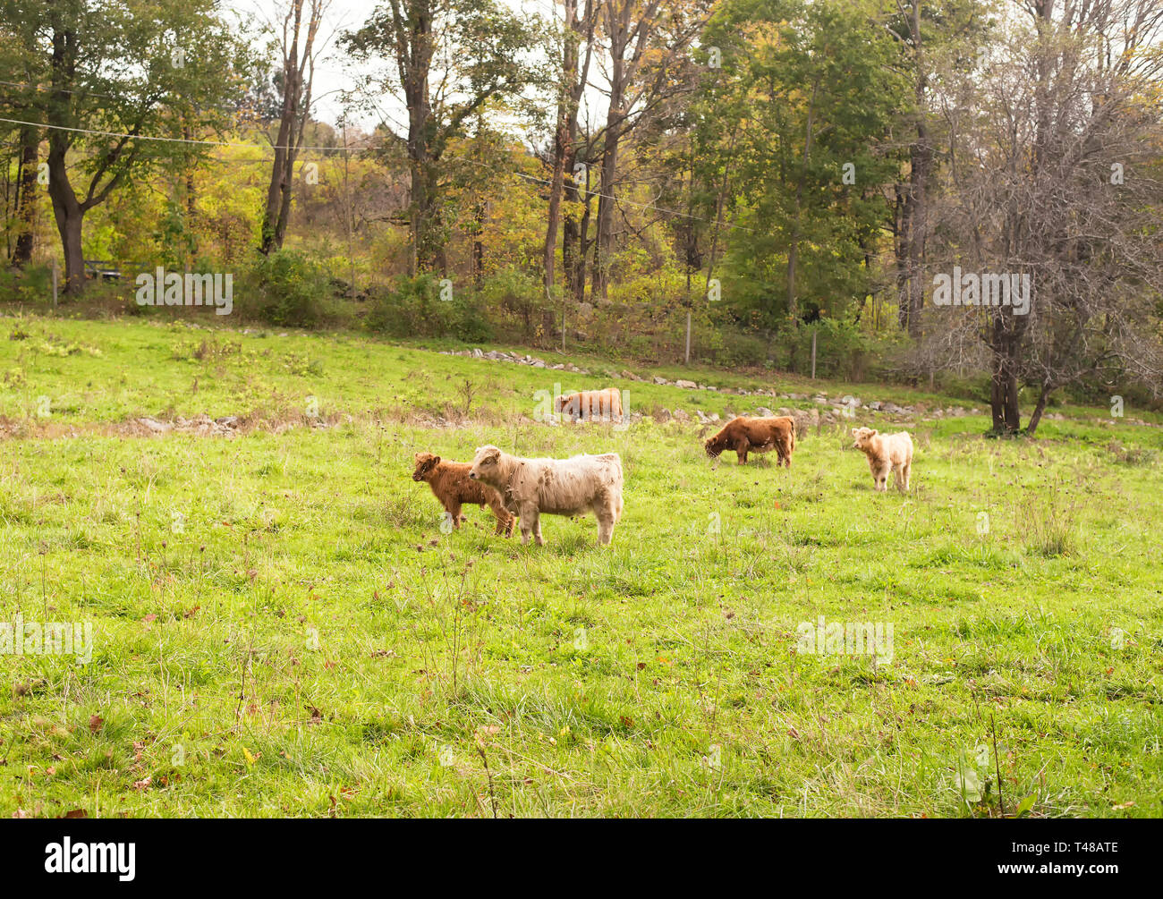 Group Of Highland Cattle High Resolution Stock Photography and Images ...