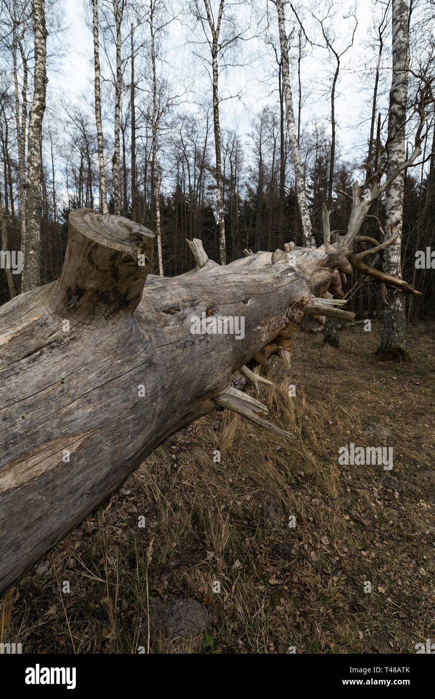 Old fallen decayed dry tree in the forest with birch trees in the ...