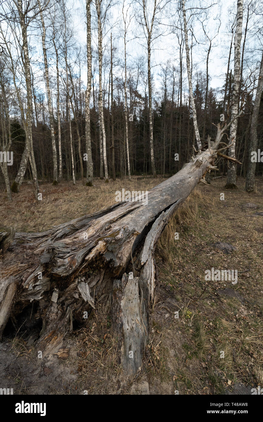 Old fallen decayed dry tree in the forest with birch trees in the ...