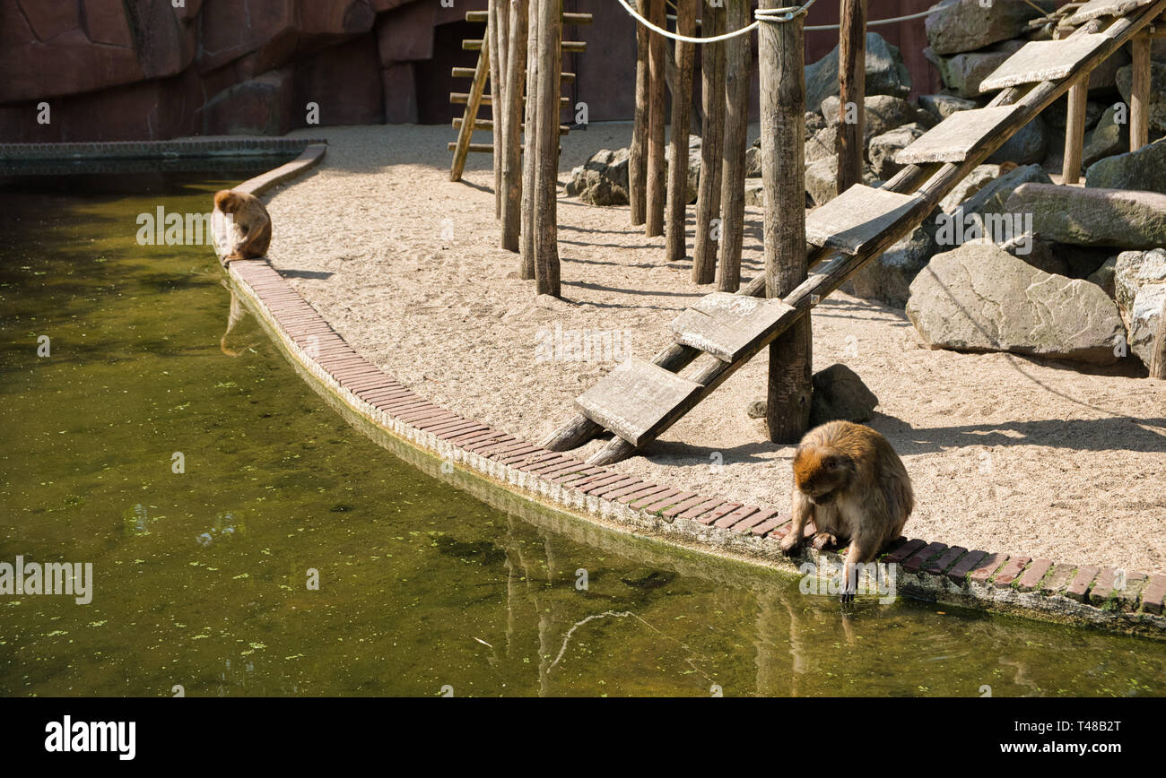 The monkey playground next to water in zoo Stock Photo - Alamy