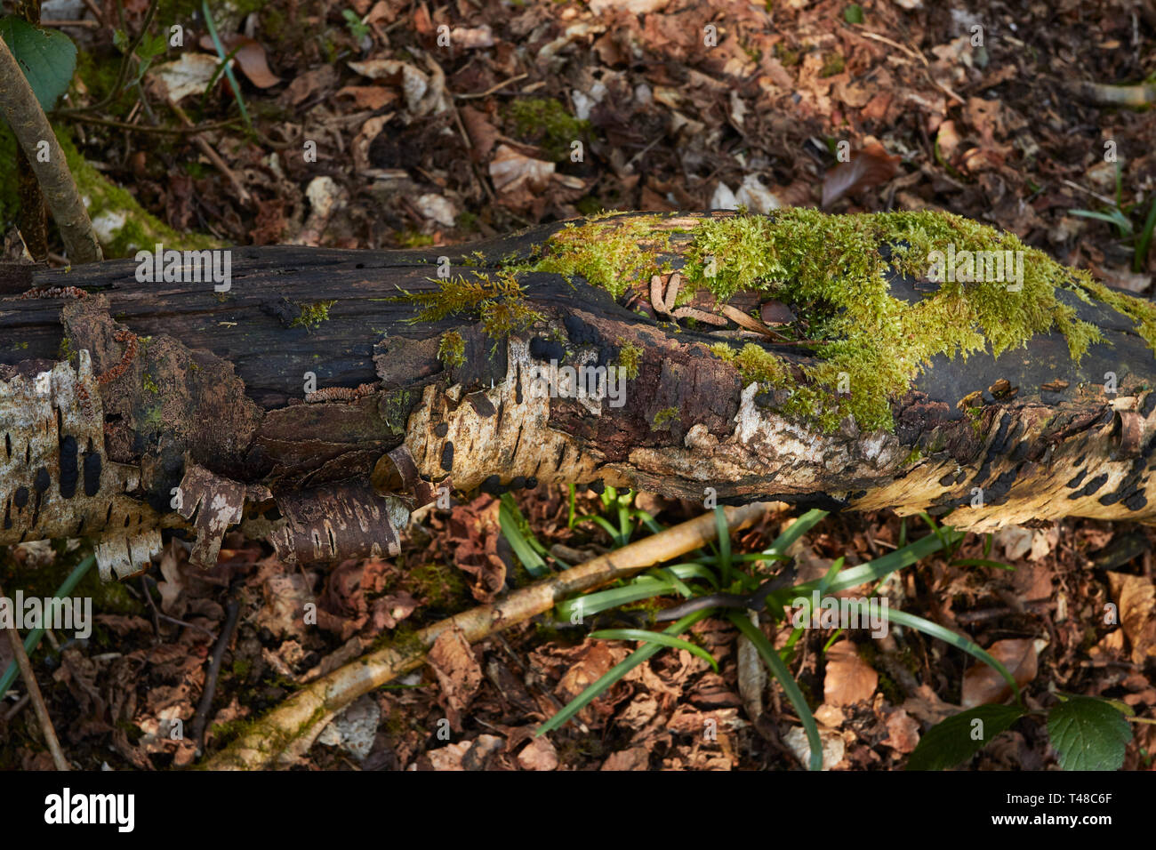 nature plant abstracts in a Surrey woodland in spring, Surrey, England ...
