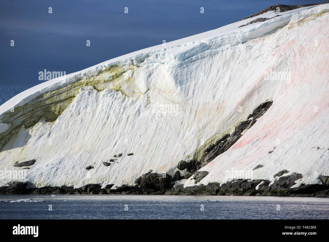Useful Island on the Antarctic Peninsular with green and pink algae in ...