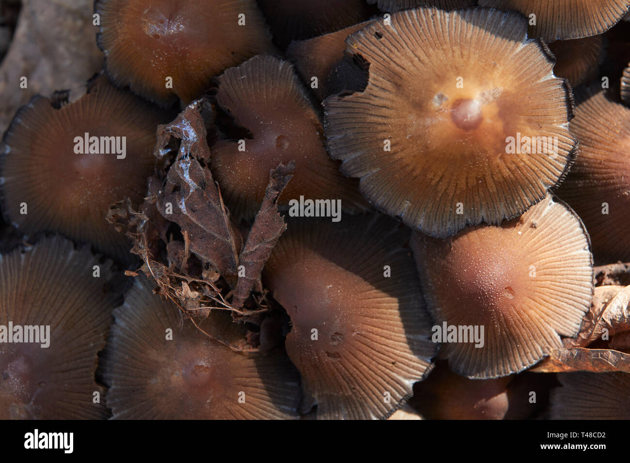 Hypholoma fasciculare, sulphur tuft mushroom clump on a woodland floor ...