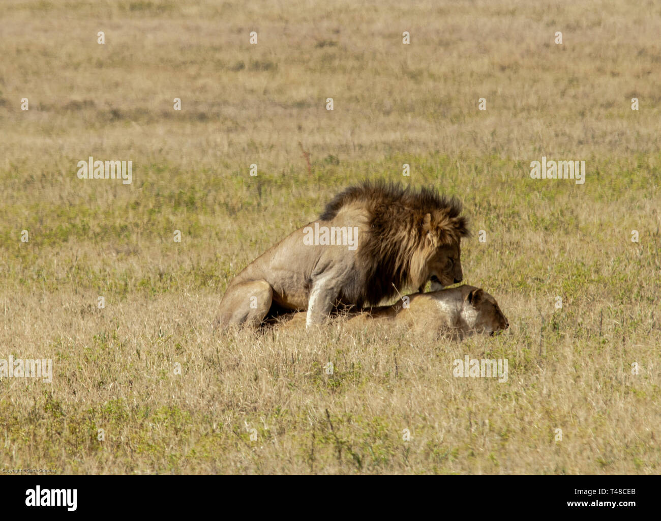 Reproduction of lions hi-res stock photography and images - Alamy
