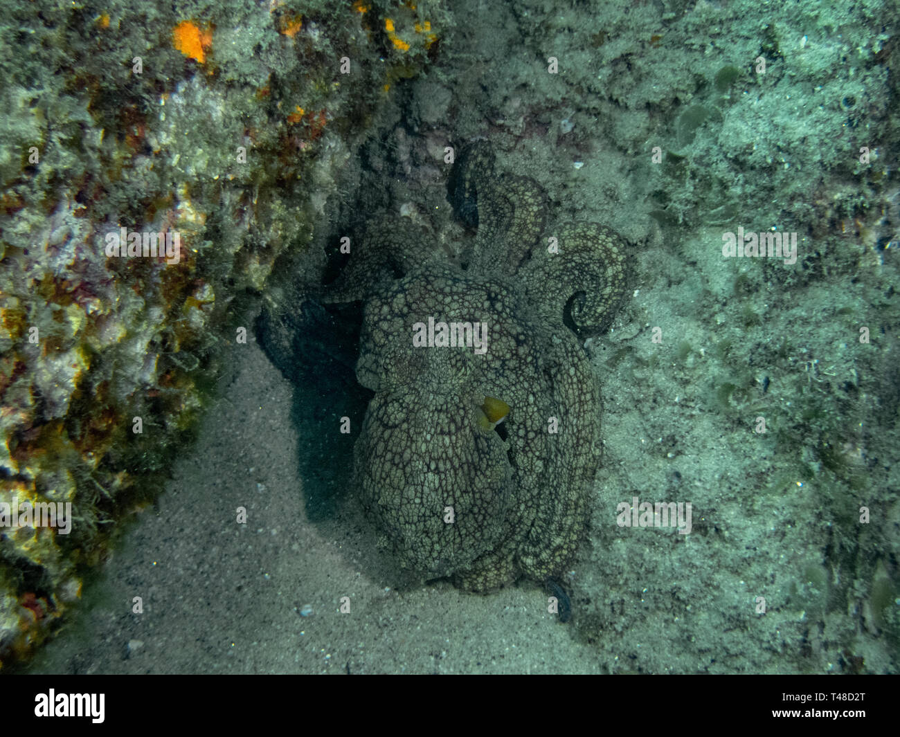 Common Octopus (Octopus vulgaris Stock Photo - Alamy