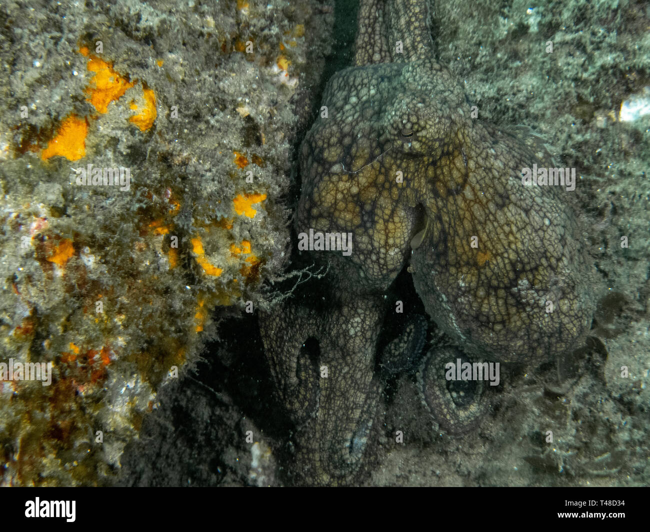Common Octopus (Octopus vulgaris Stock Photo - Alamy