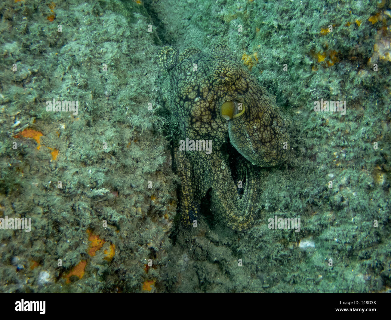 Common Octopus (Octopus vulgaris Stock Photo - Alamy