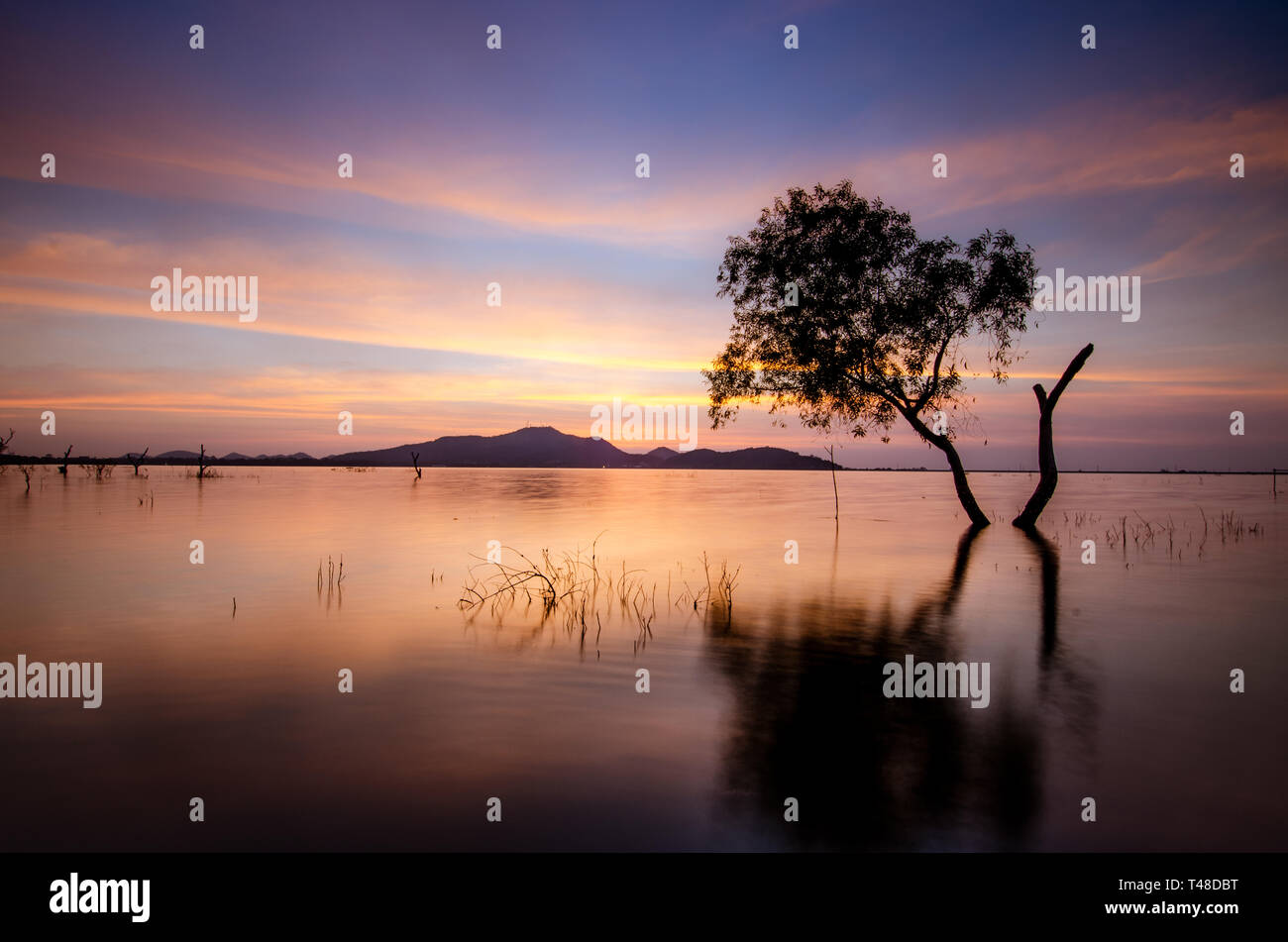 Landscape of beautiful tree and sea in the morning Stock Photo - Alamy