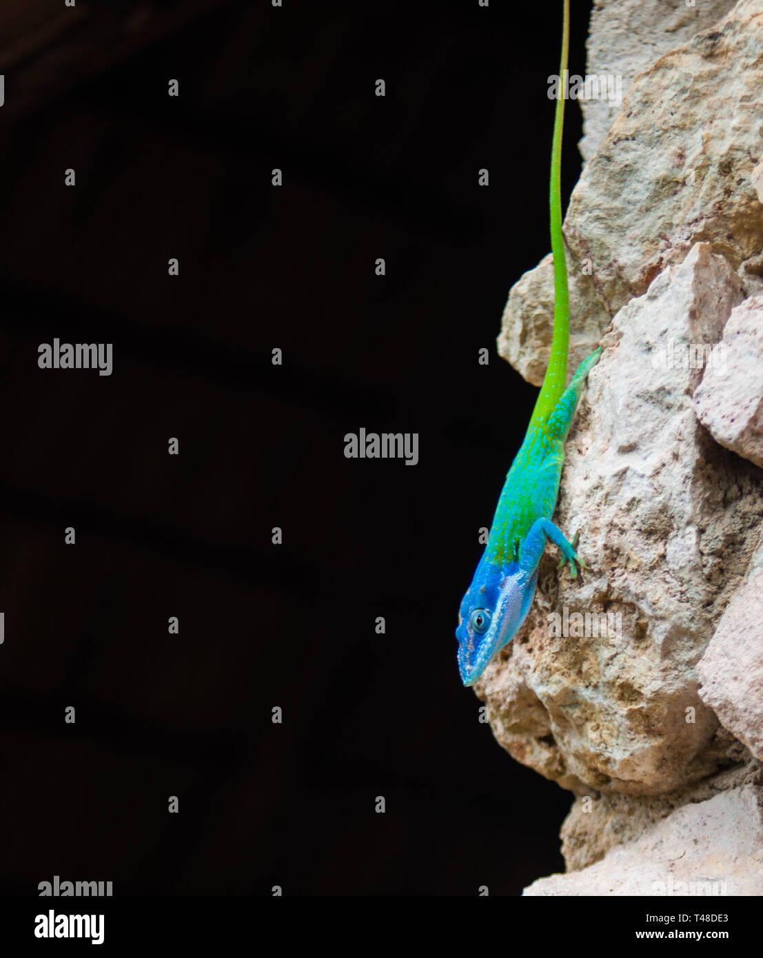 Blue headed anole anolis allisoni hi-res stock photography and images ...