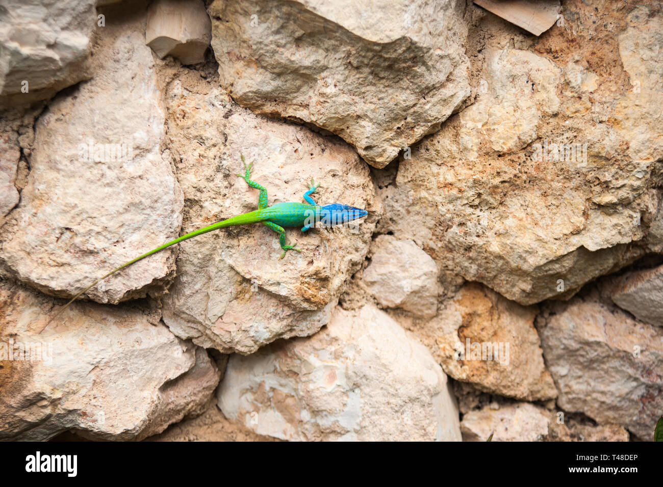 Blue headed anole brightly colored lizard in Cuba Stock Photo - Alamy