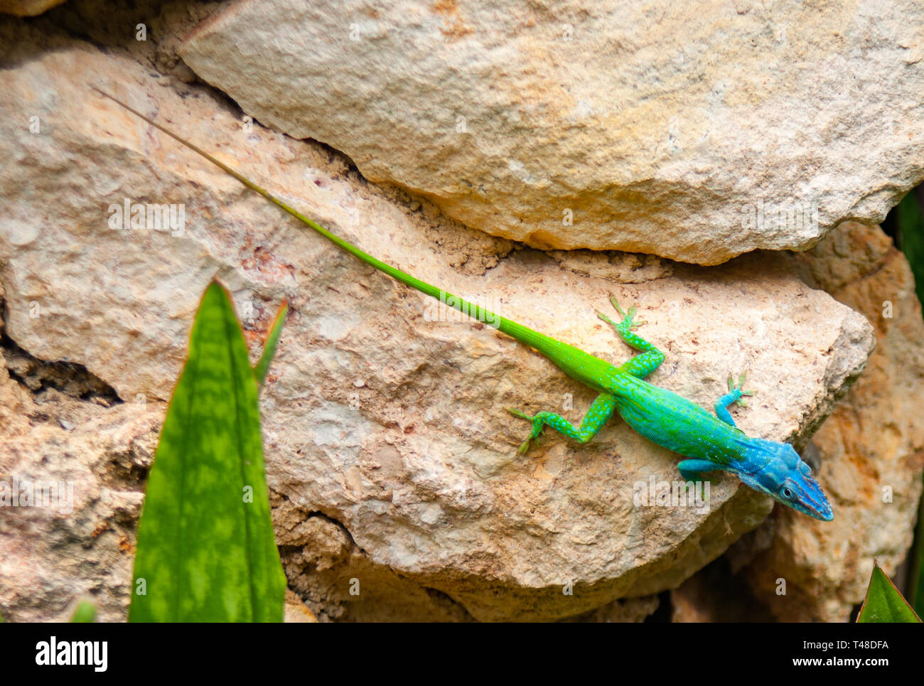 Blue headed anole brightly colored lizard in Cuba Stock Photo - Alamy