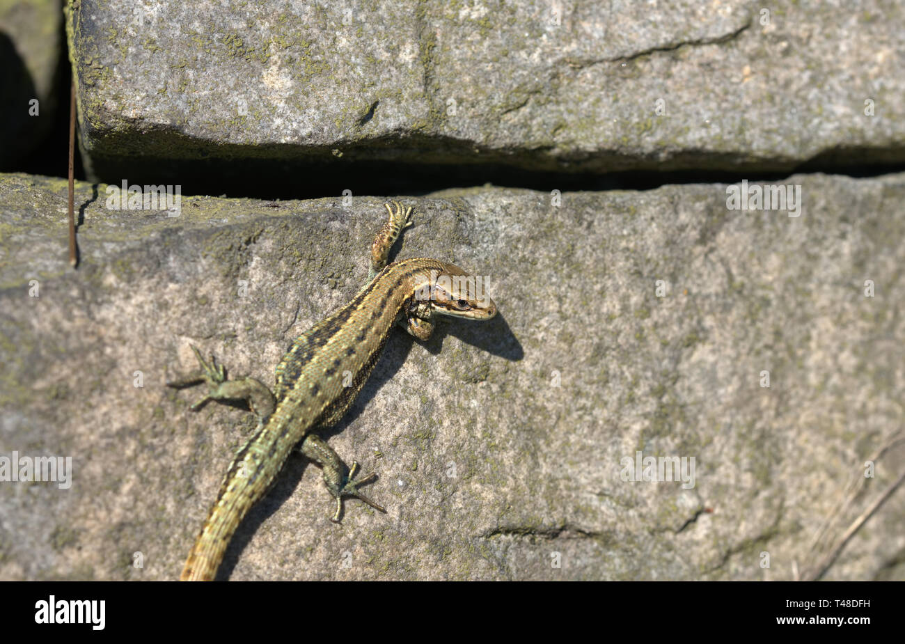 Common Lizard on a dry stone wall Stock Photo - Alamy