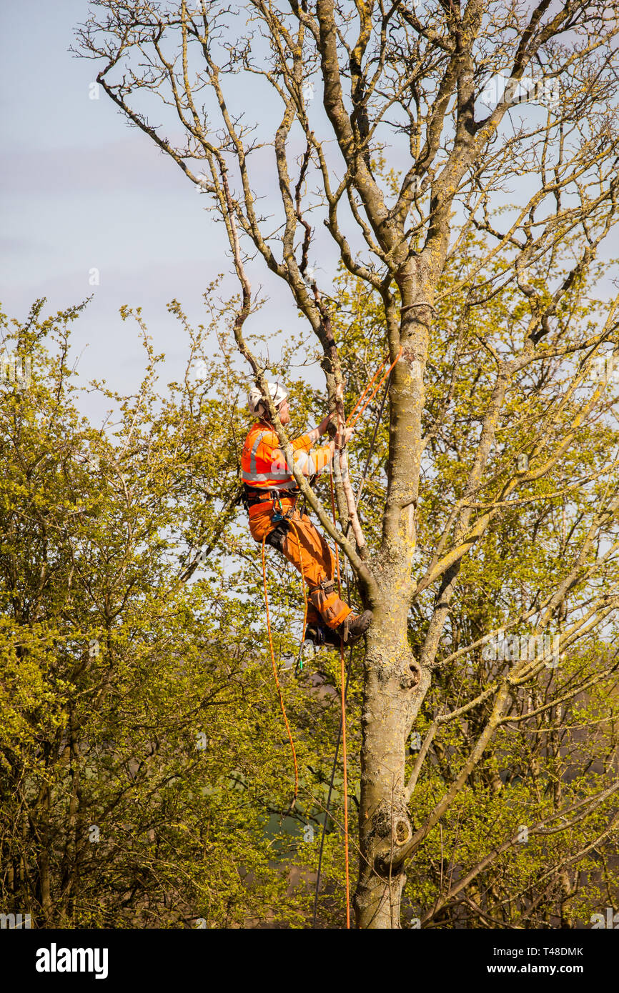 Tree surgeon at work up a tree wearing full safety clothing sawing ...