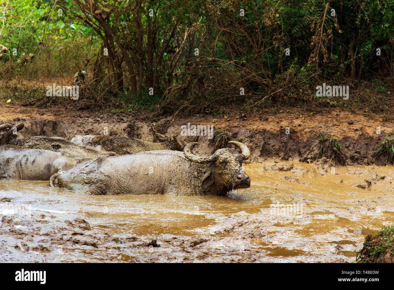 Buffalo mud bathing hi-res stock photography and images - Alamy