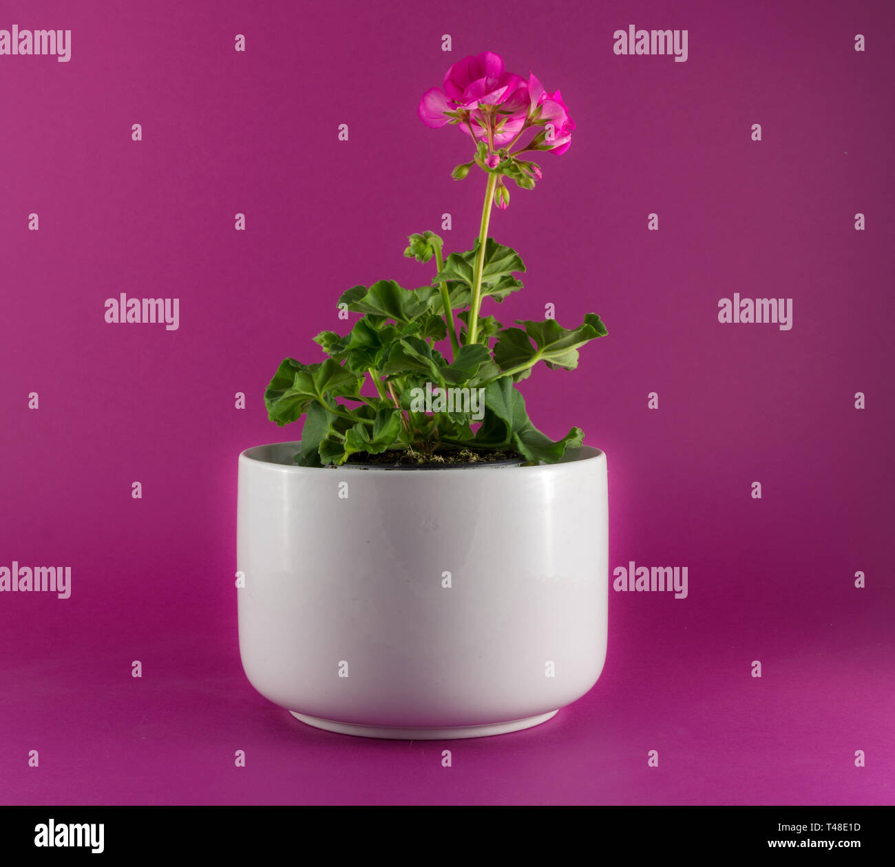 Isolated red geranium in a white vase Stock Photo - Alamy