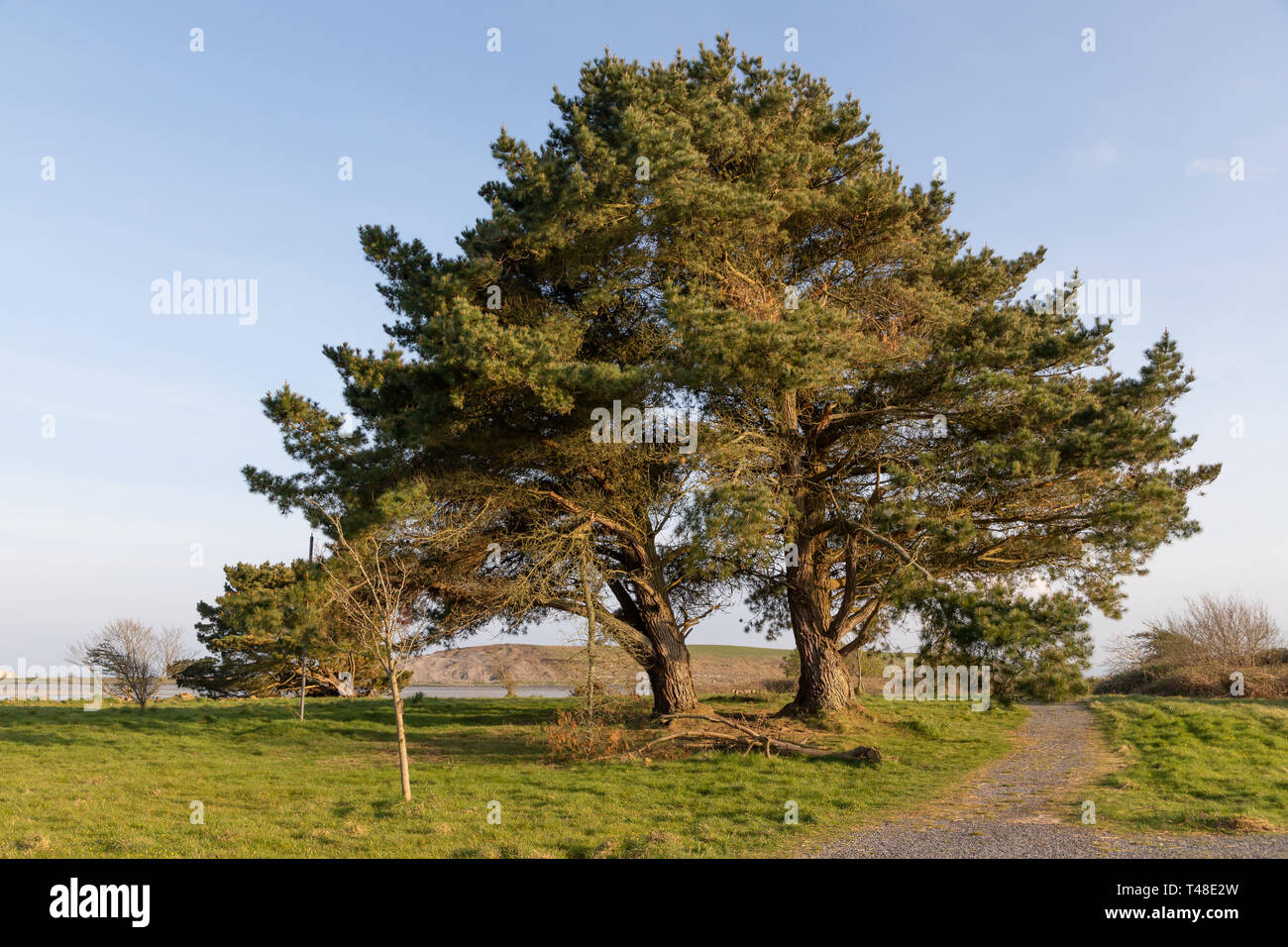 Trees and walk trail in a park in Galway Bay, Salthill, Galway, Ireland ...