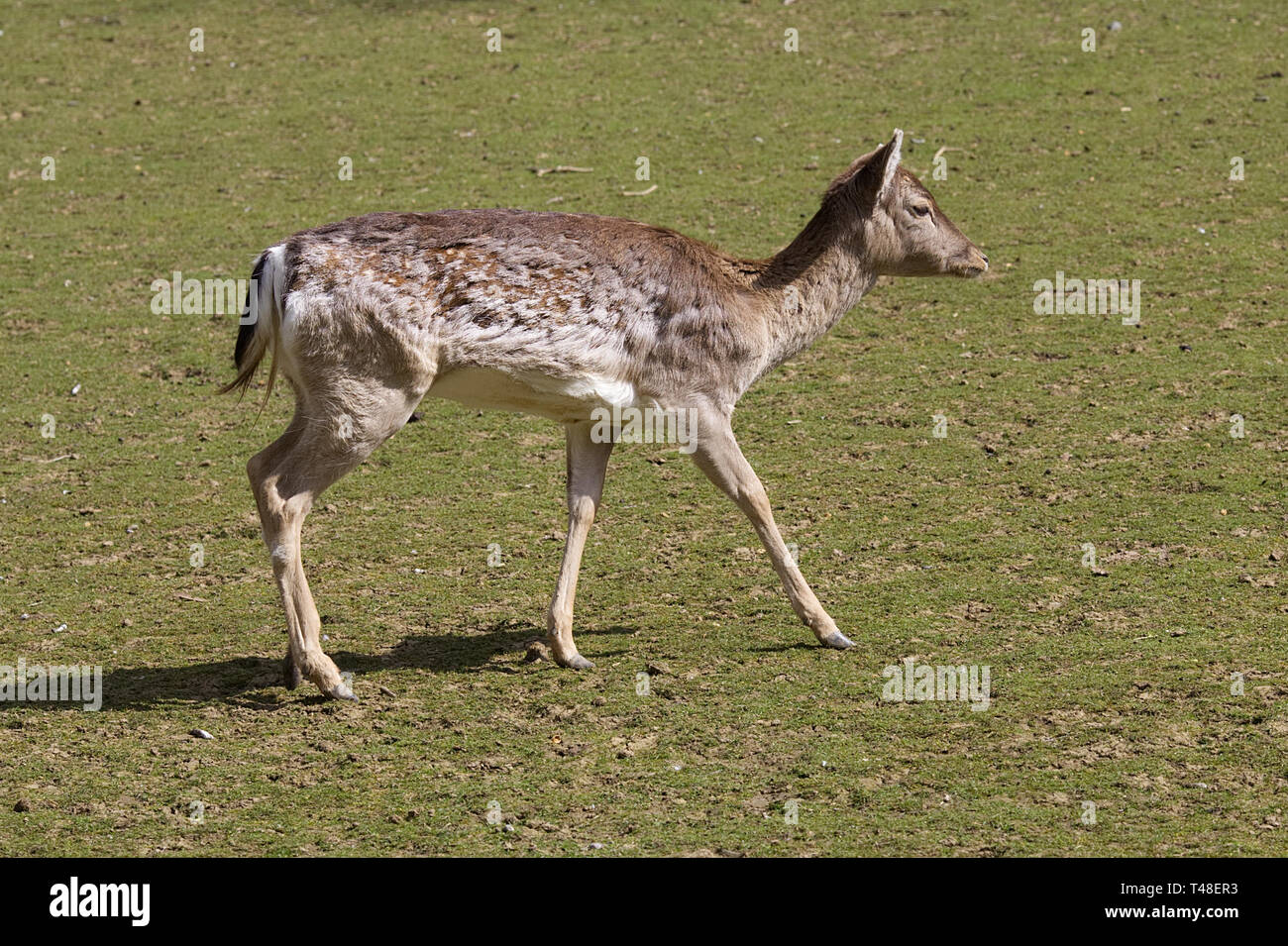 Deer farming europe hi-res stock photography and images - Alamy