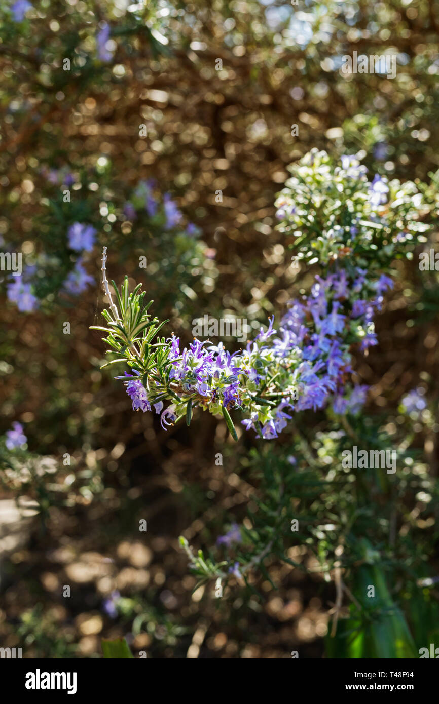Beautiful purple rosemary flower hi-res stock photography and images ...