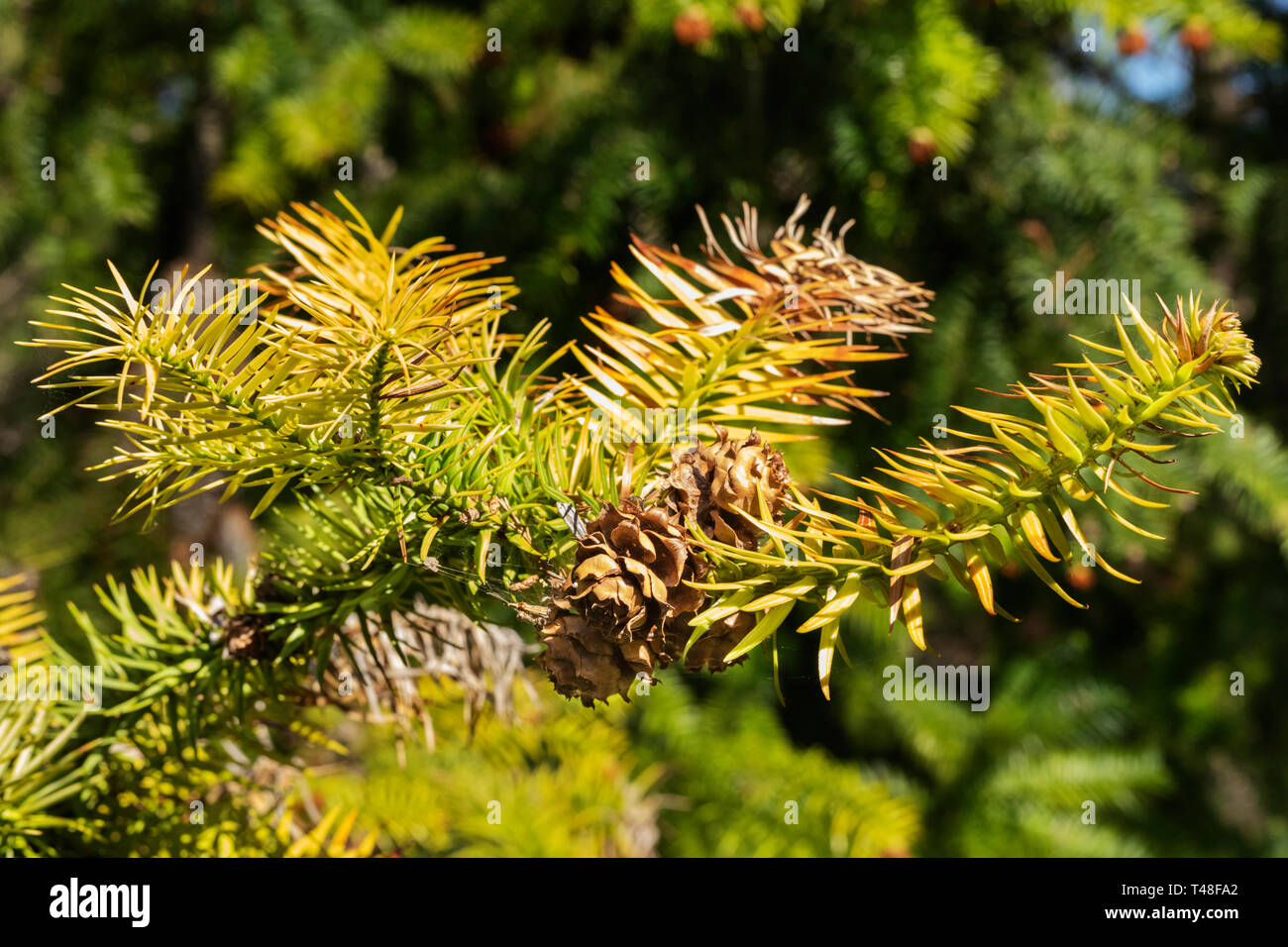 Beautiful branch of cunninghamia tree also called China fur , a ...