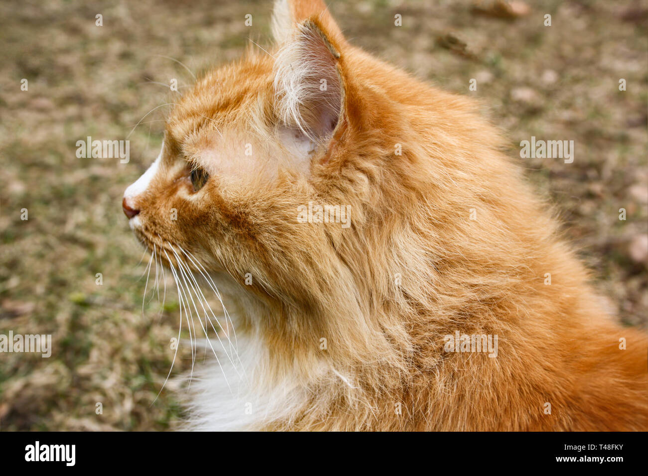 Old cat, feline with its aristocratic air, independent, very ...